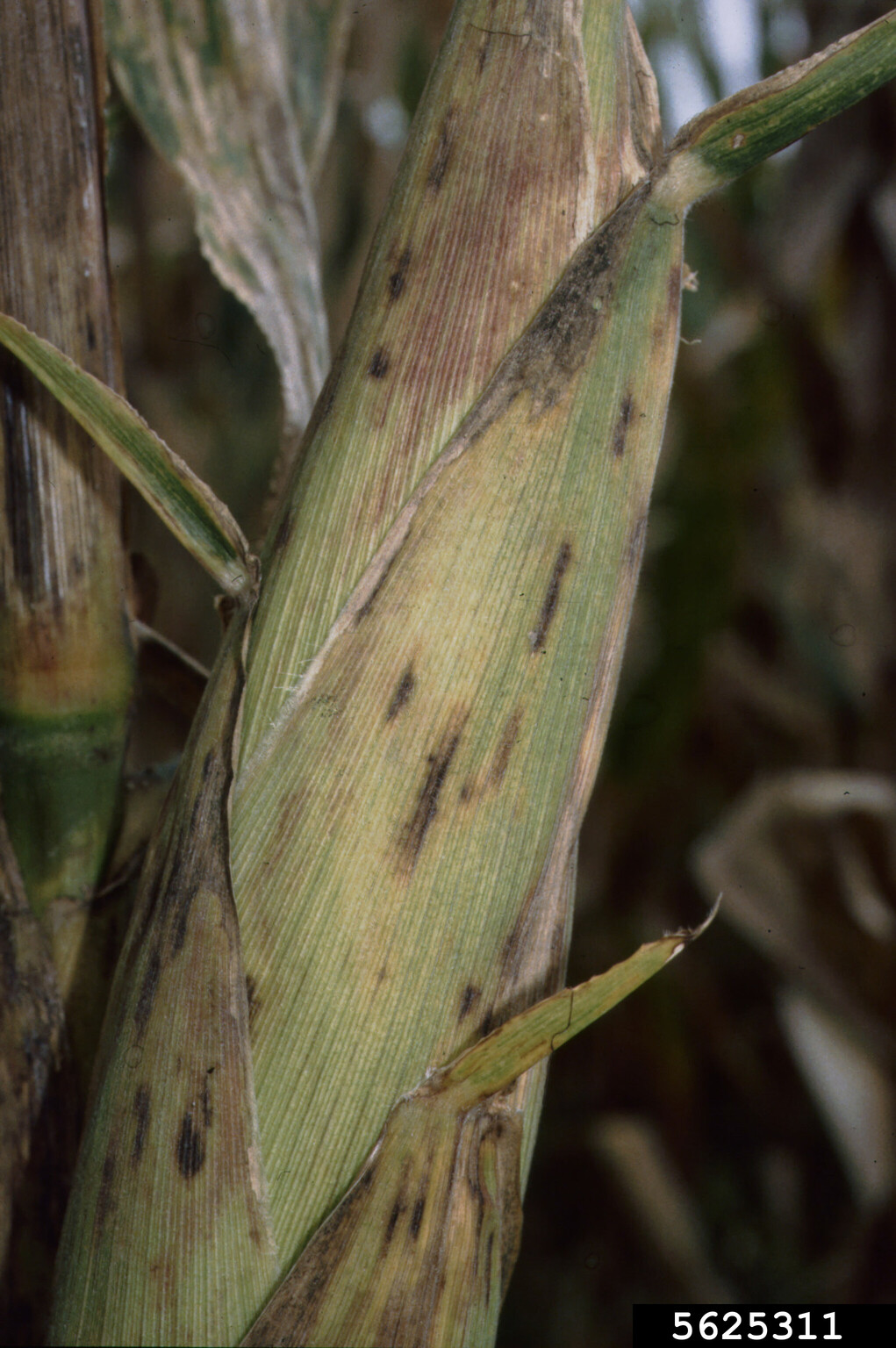 gray leaf spot (Cercospora zeae-maydis Tehon & E.Y. Daniels)
