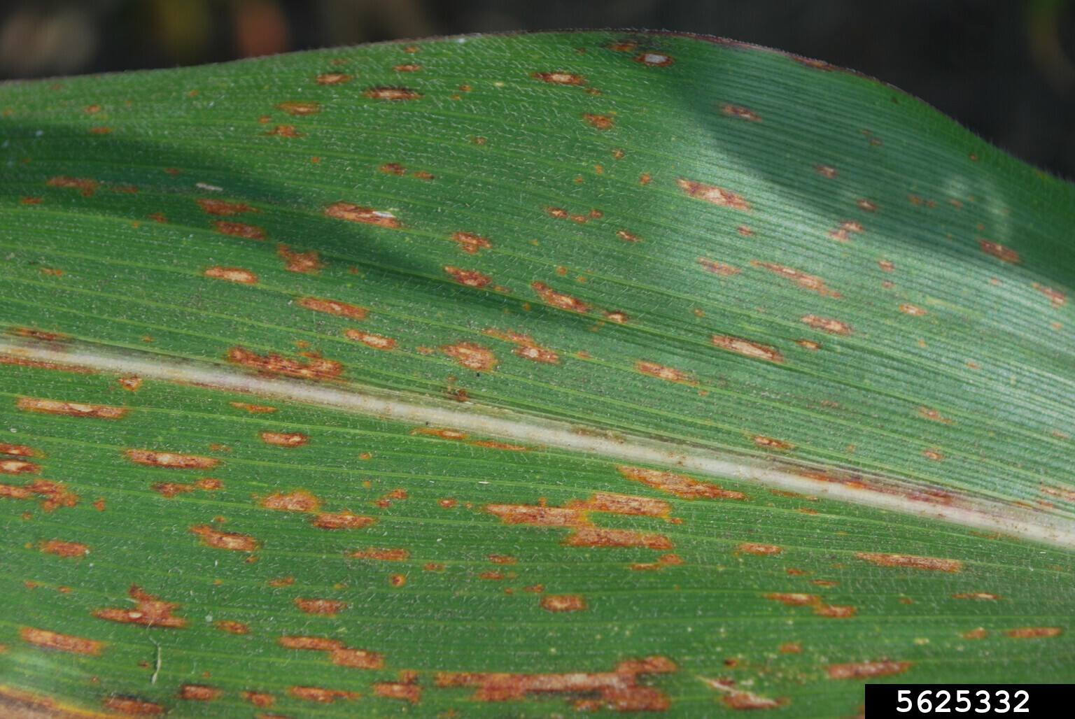Gray leaf spot (Cercospora zeae-maydis Tehon & E.Y. Daniels)