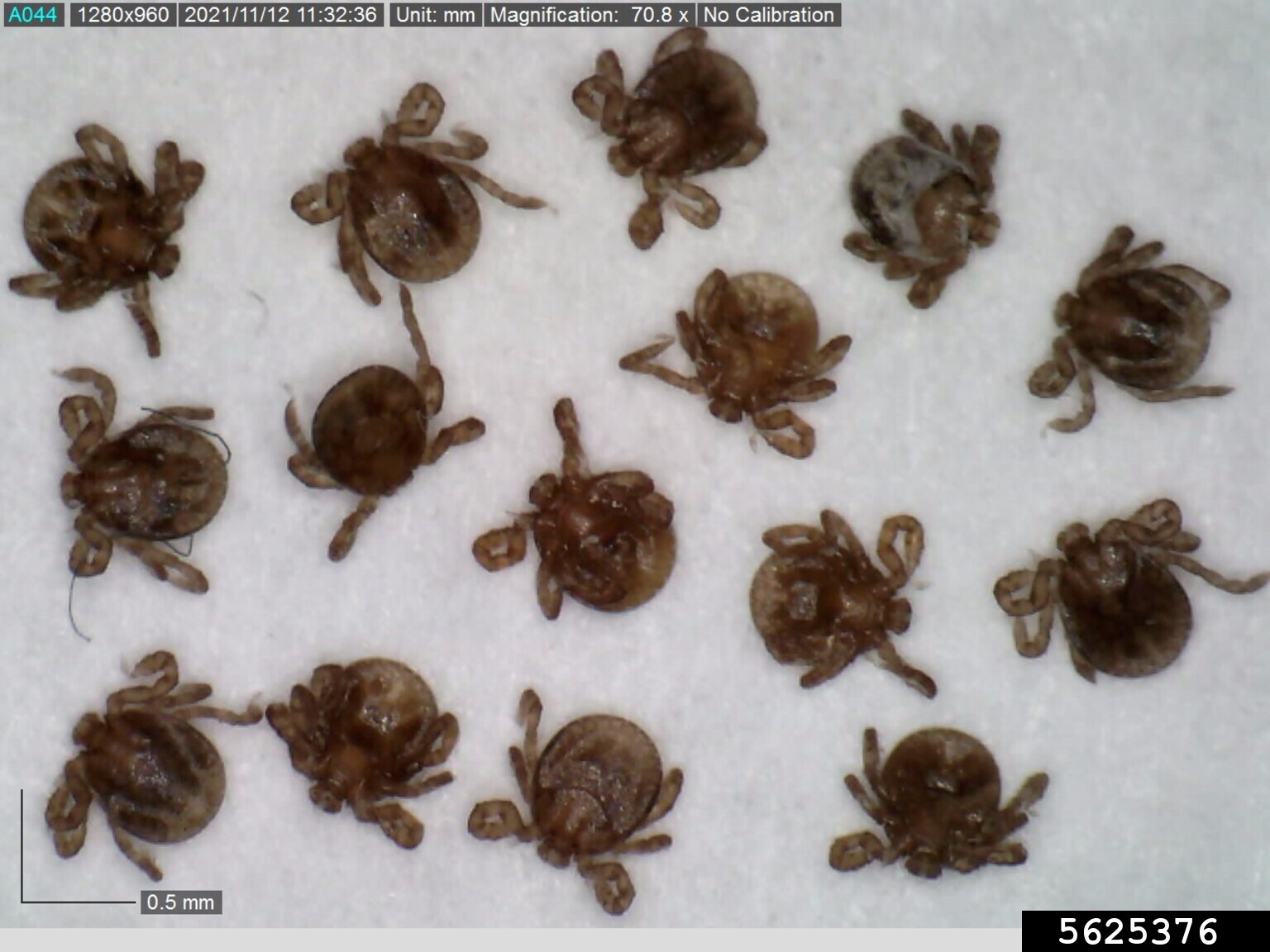 Asian longhorned tick (Haemaphysalis longicornis)