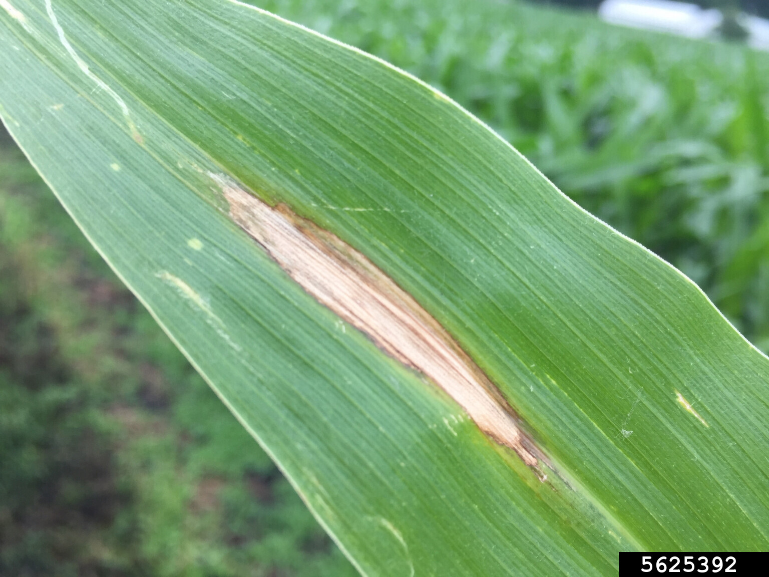 northern corn leaf blight (Exserohilum turcicum (Pass.) K.J. Leonard ...