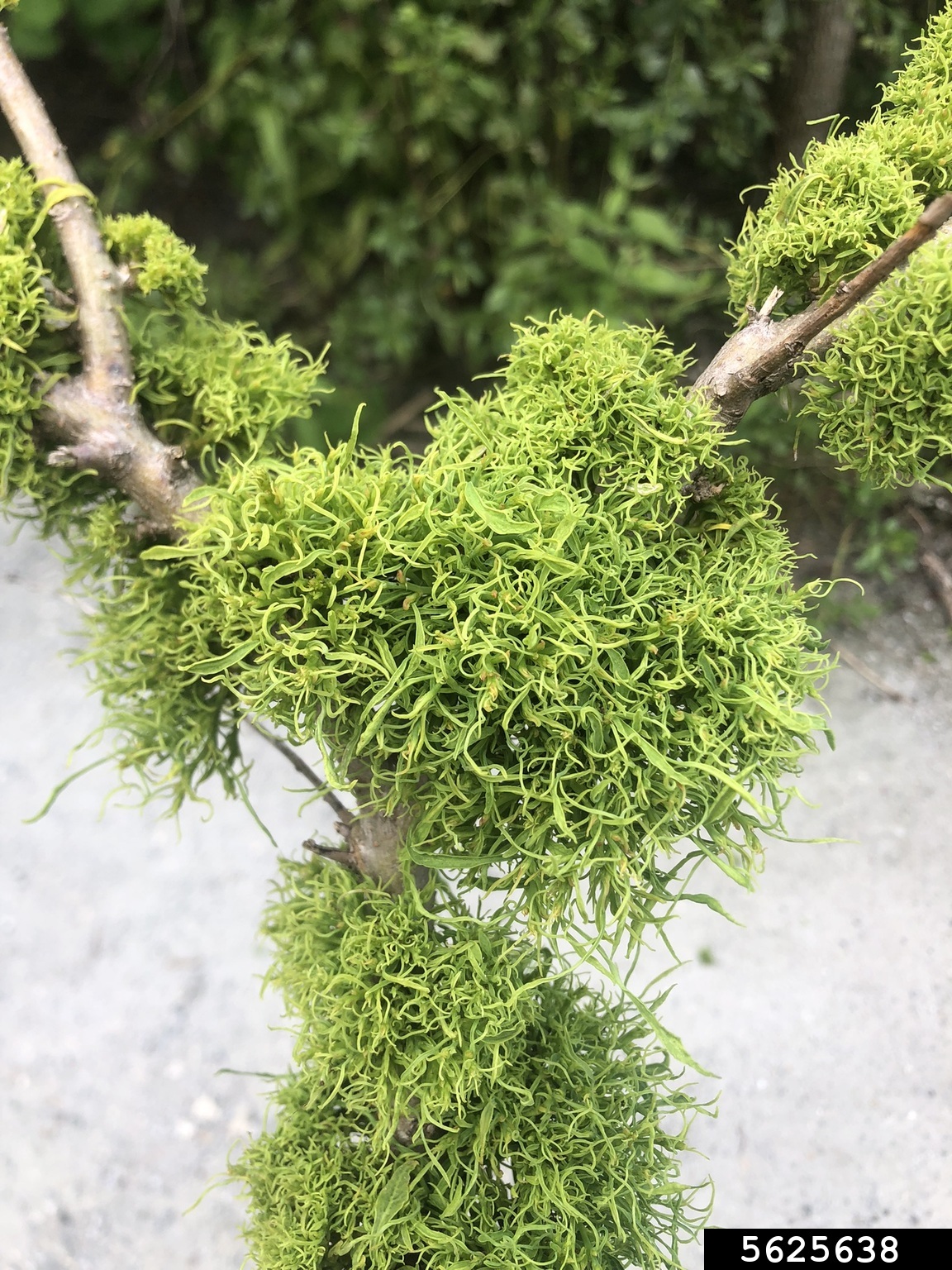 Chinese tallowtree (Triadica sebifera (L.) Small)
