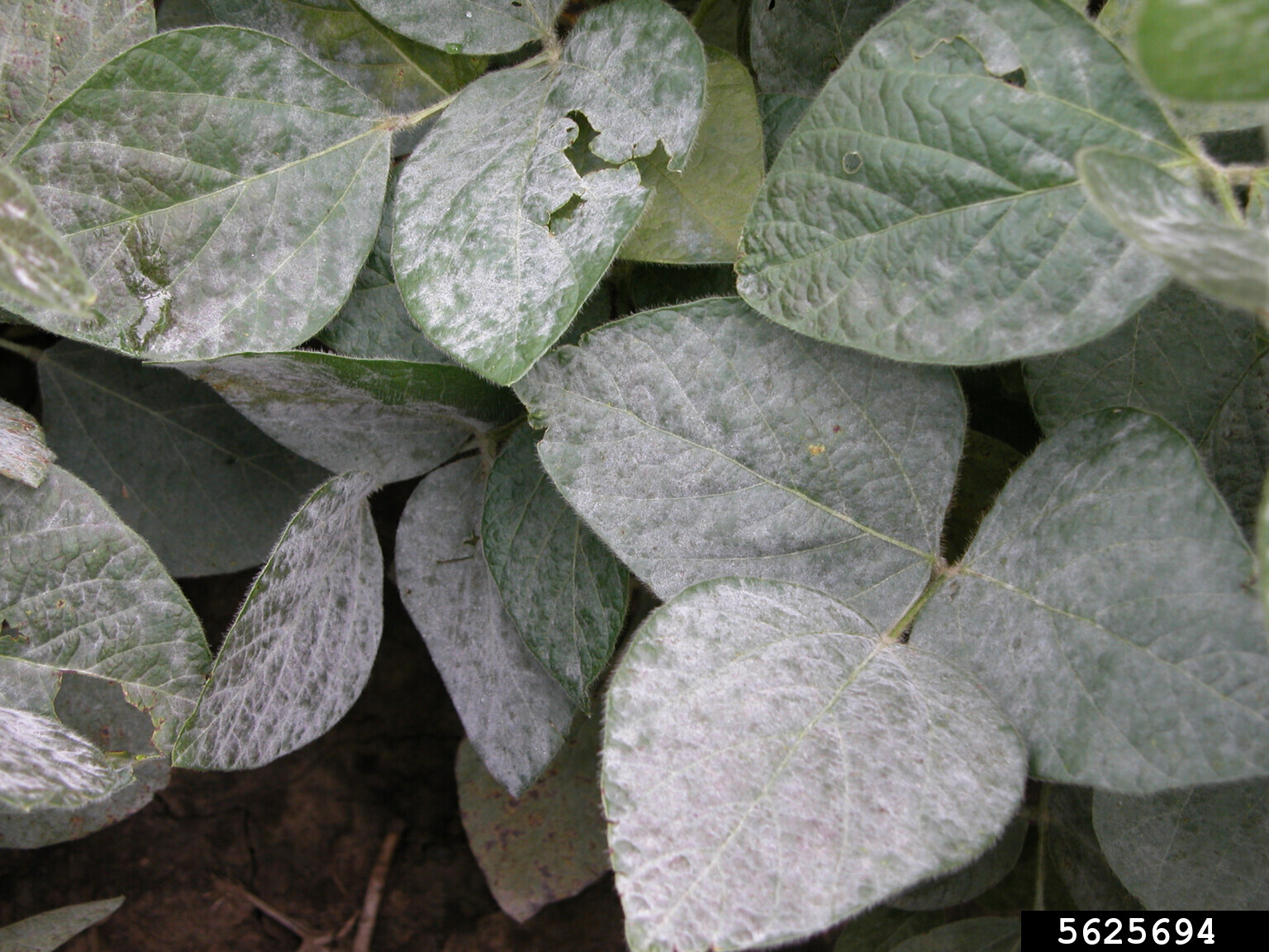 powdery mildew (Erysiphe diffusa (Cooke & Peck) U. Braun & S. Takam.)