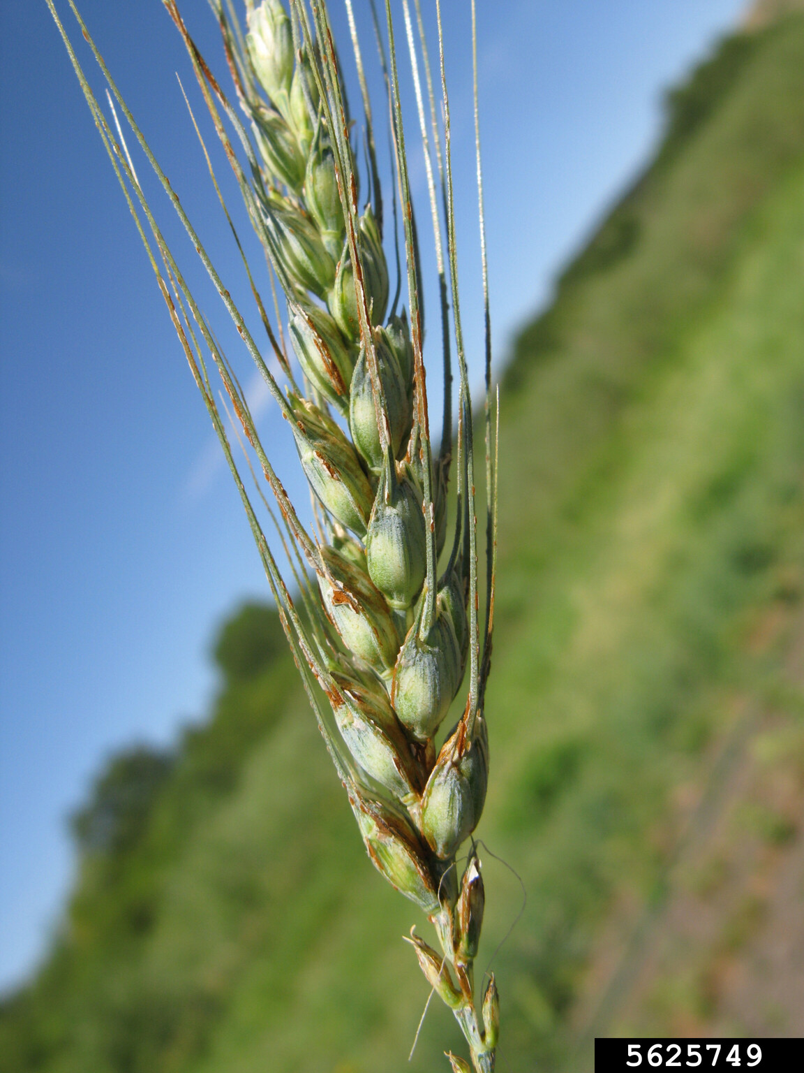 stem rust (Puccinia graminis ssp. graminis)