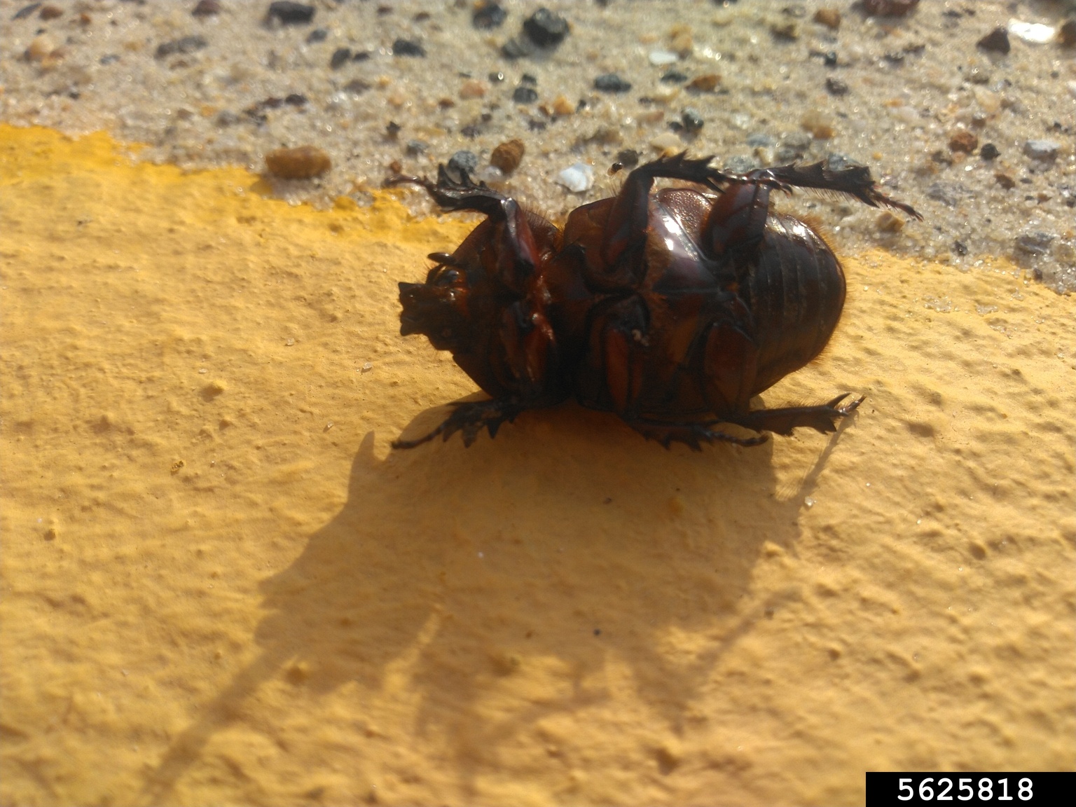 ox beetle (Strategus aloeus (Linnaeus, 1758))