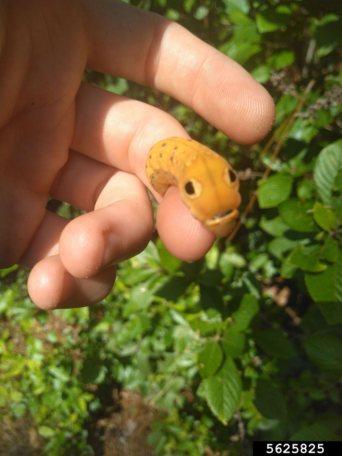 spicebush swallowtail (Papilio troilus Linnaeus)