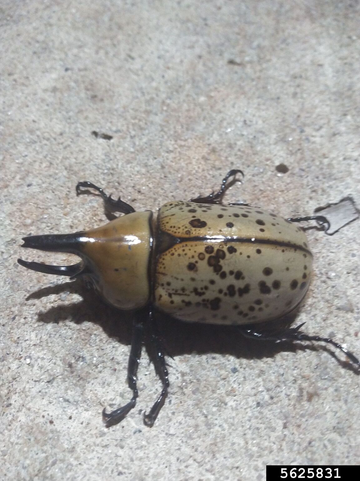 Eastern Hercules Beetle View From The Cape: Spotlight On: Eastern