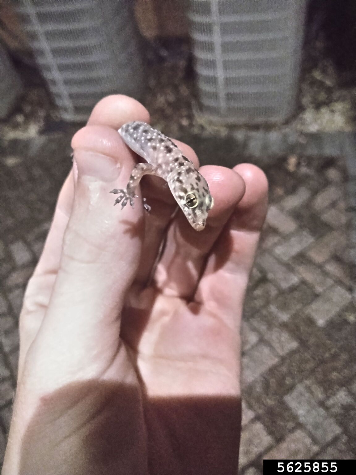 Mediterranean gecko (Hemidactylus turcicus (Linnaeus, 1758))