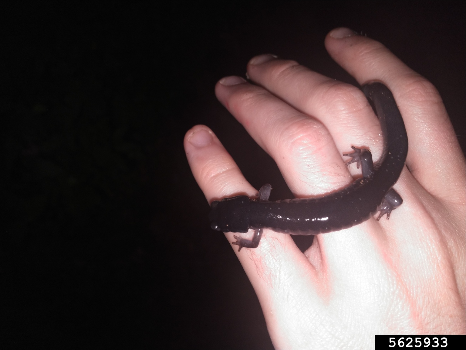 South Mountain Gray-cheeked Salamander (Plethodon meridianus Highton ...