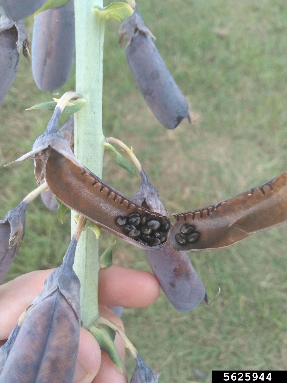showy rattlebox (Crotalaria spectabilis Roth)