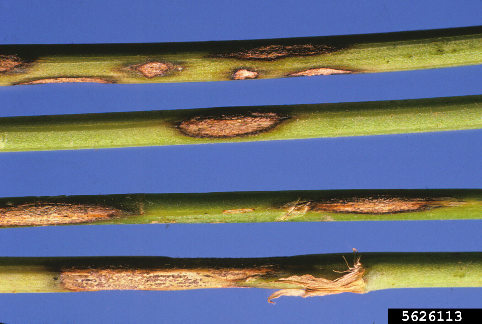 Anthracnose crown and stem rot