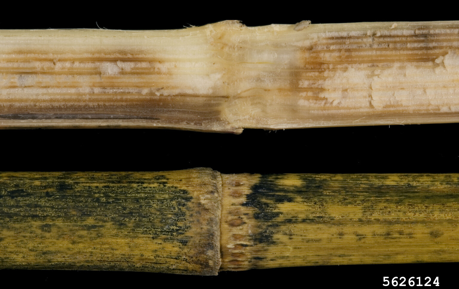 Anthracnose stalk rot