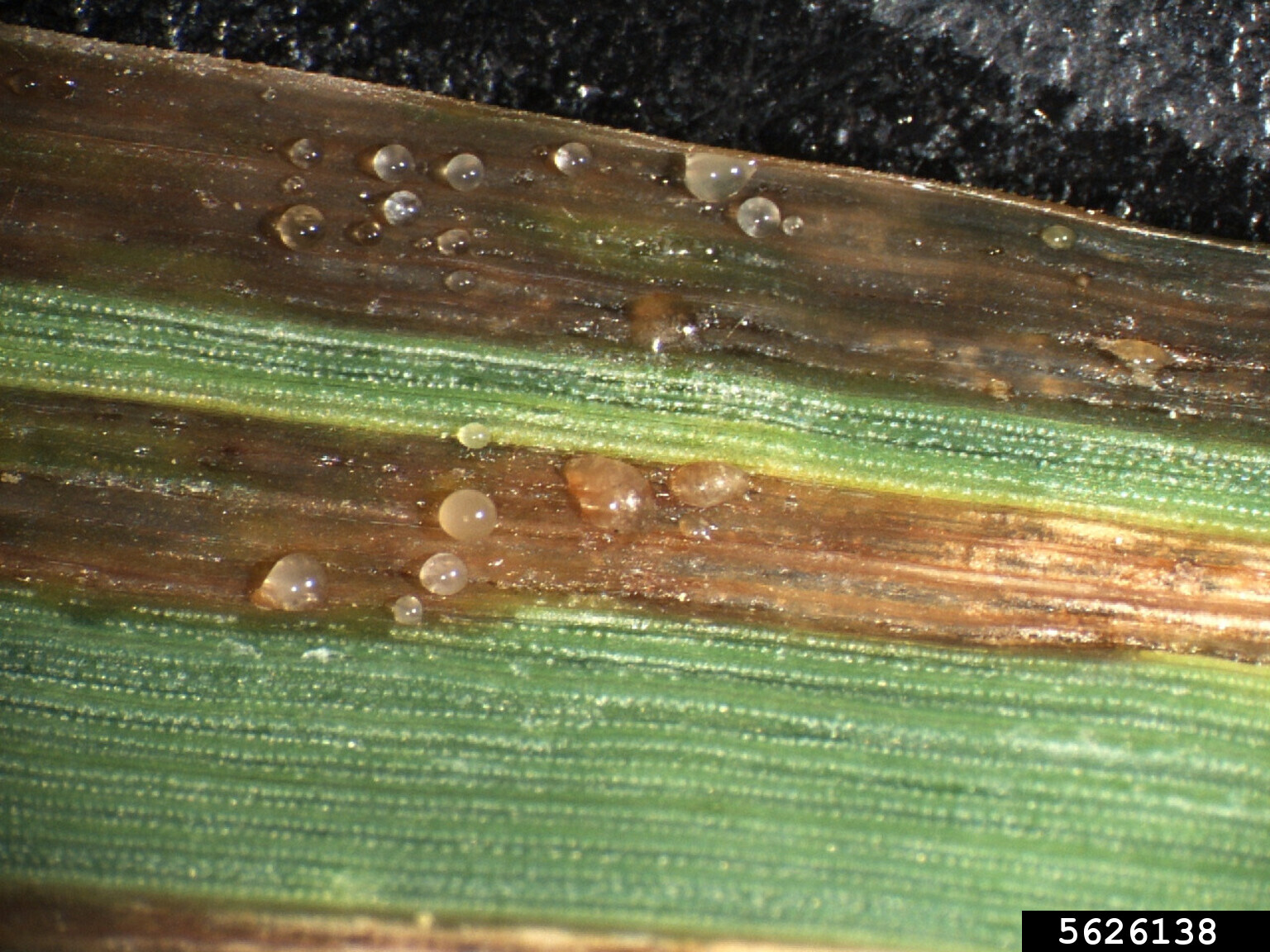 bacterial leaf blight