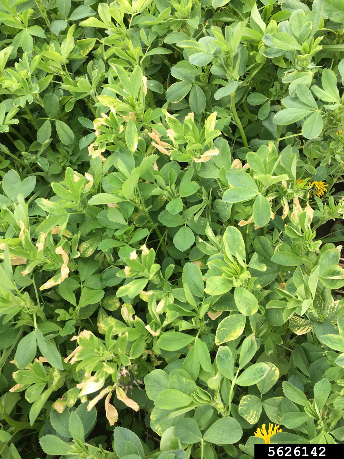 bacterial stem blight