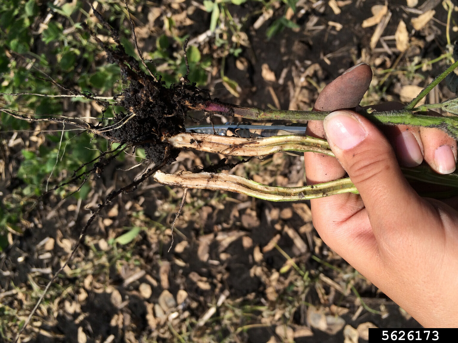 Fusarium root, crown, and root rot