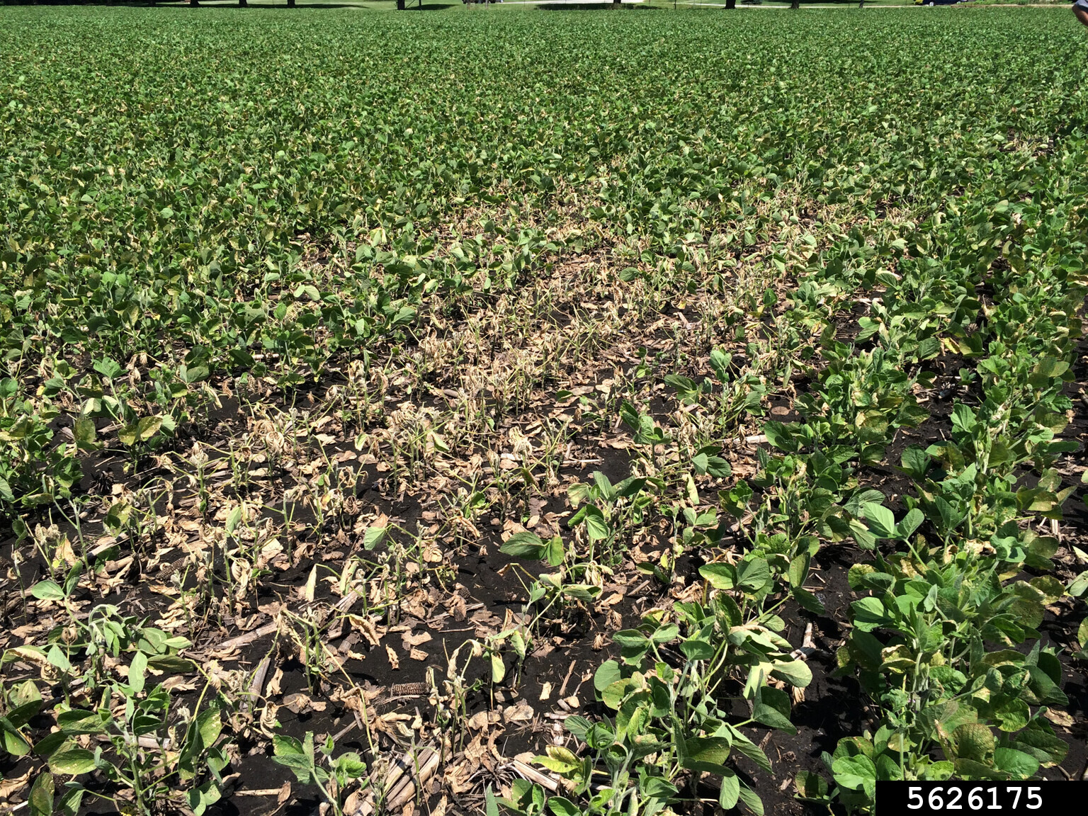 Fusarium root, crown, and root rot