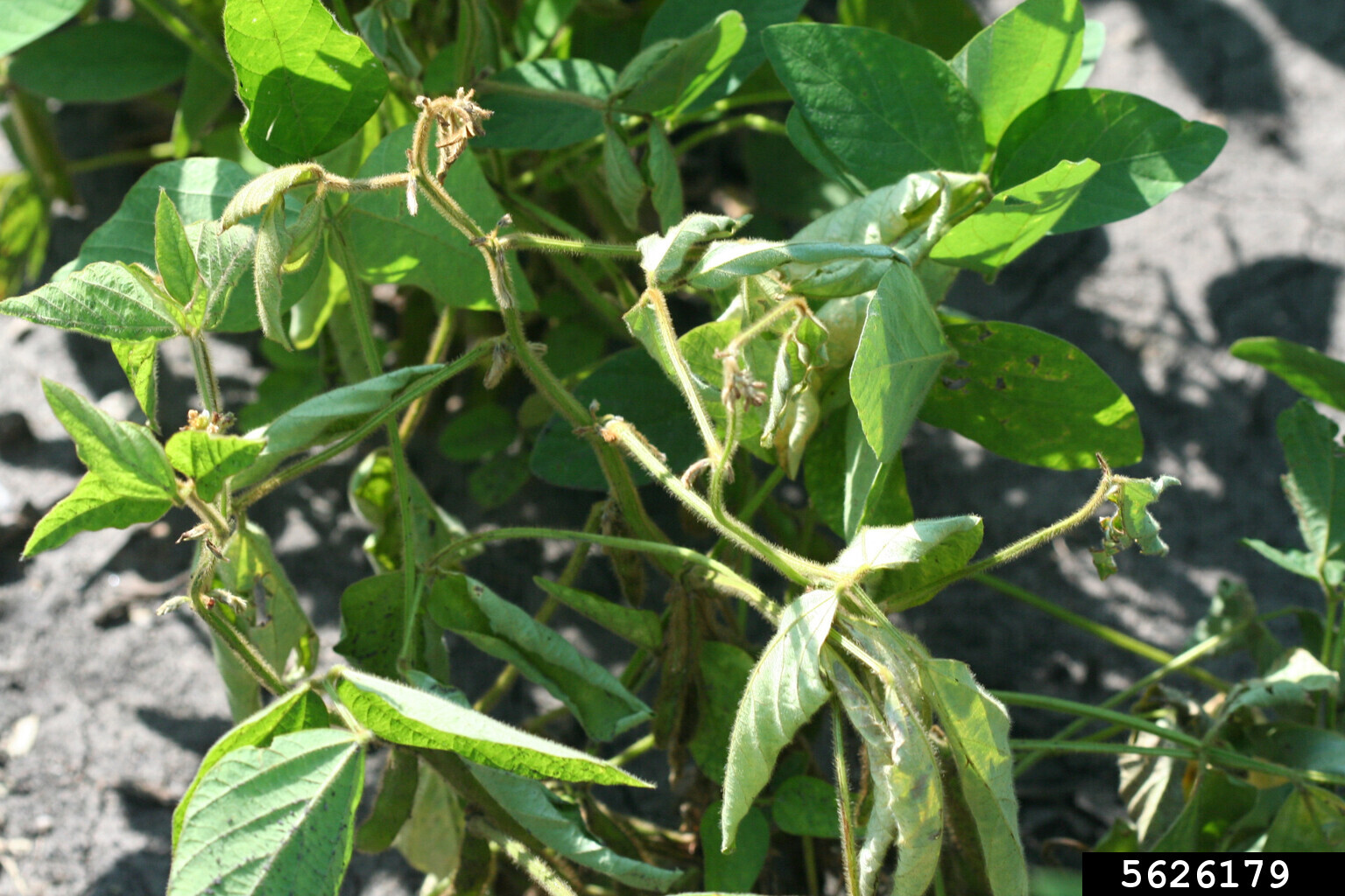 Fusarium root, crown, and root rot