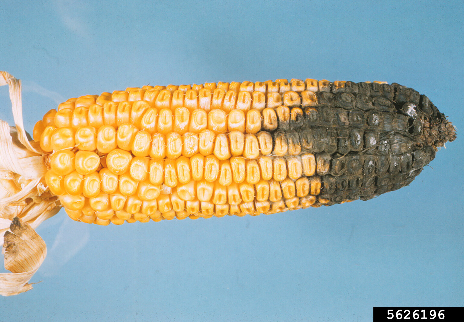 Northern corn leaf spot