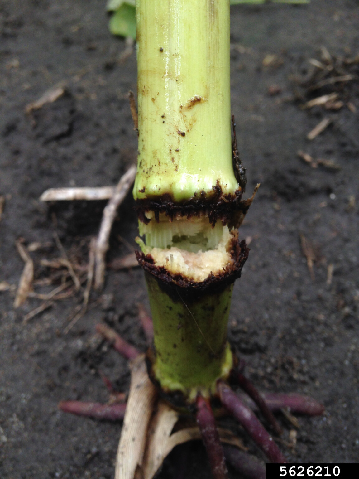 Physoderma stalk rot