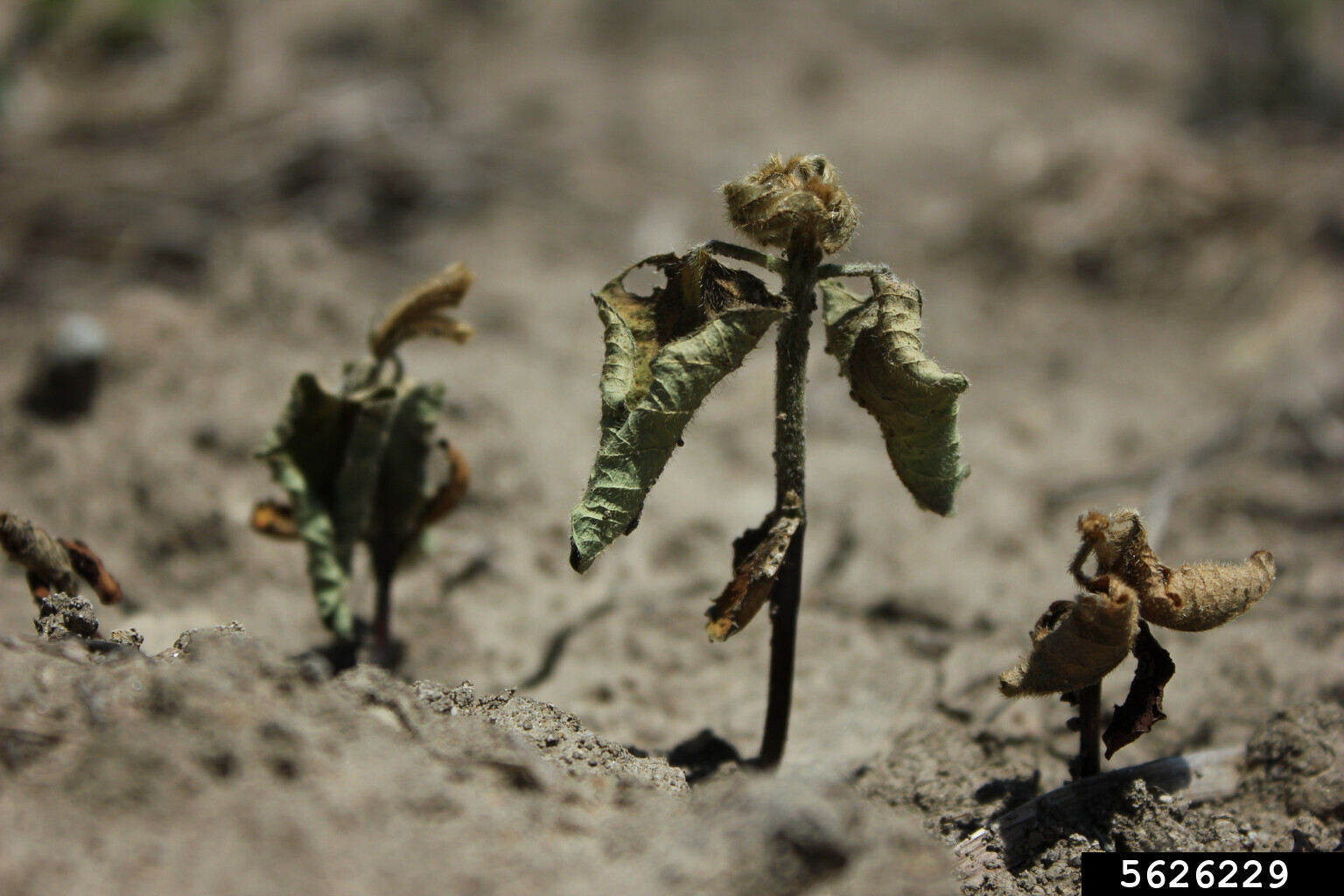 Pythium seedling blight and root rot
