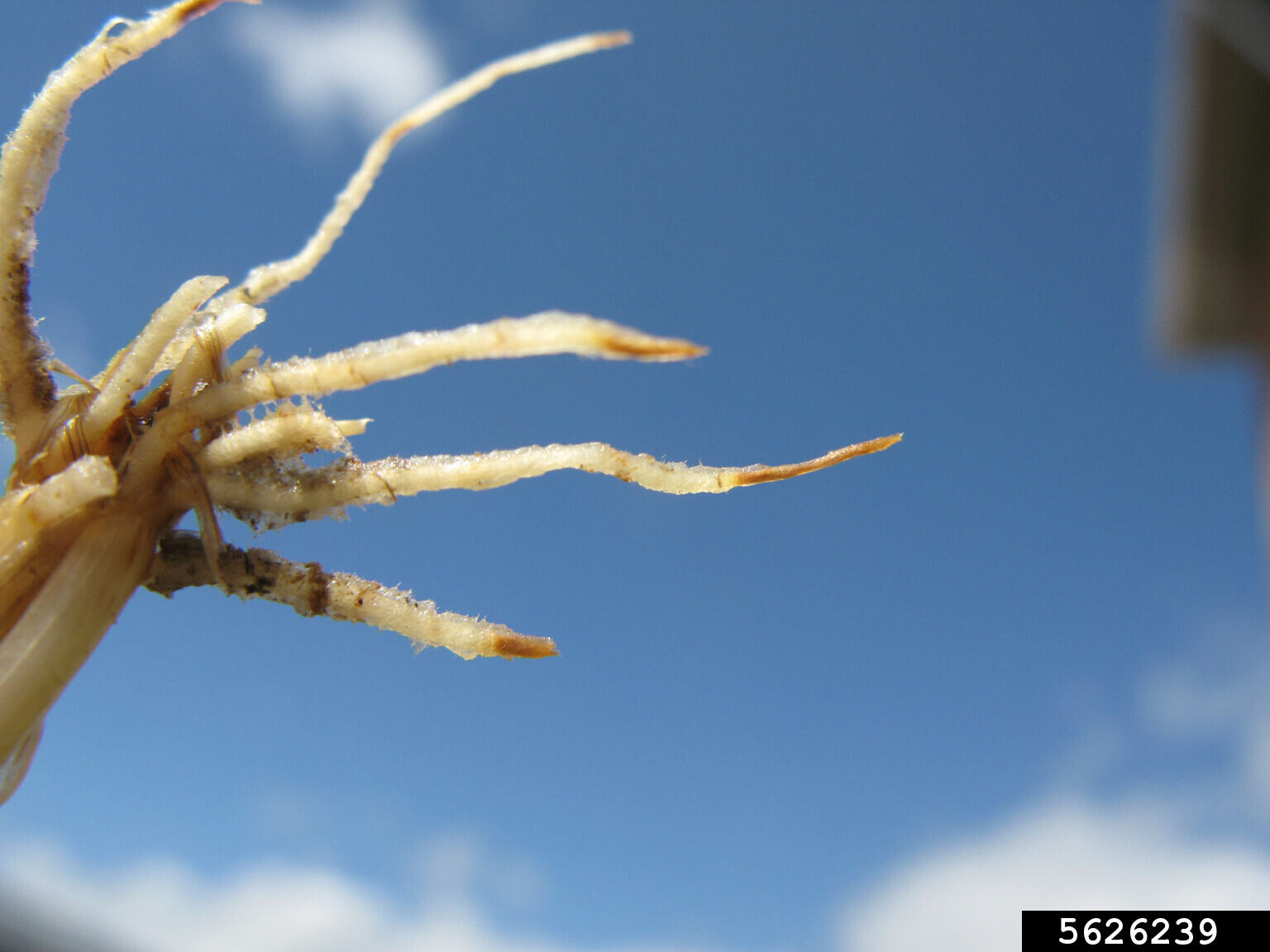 Rhizoctonia Root Rot rhizoctonia-root-rot
