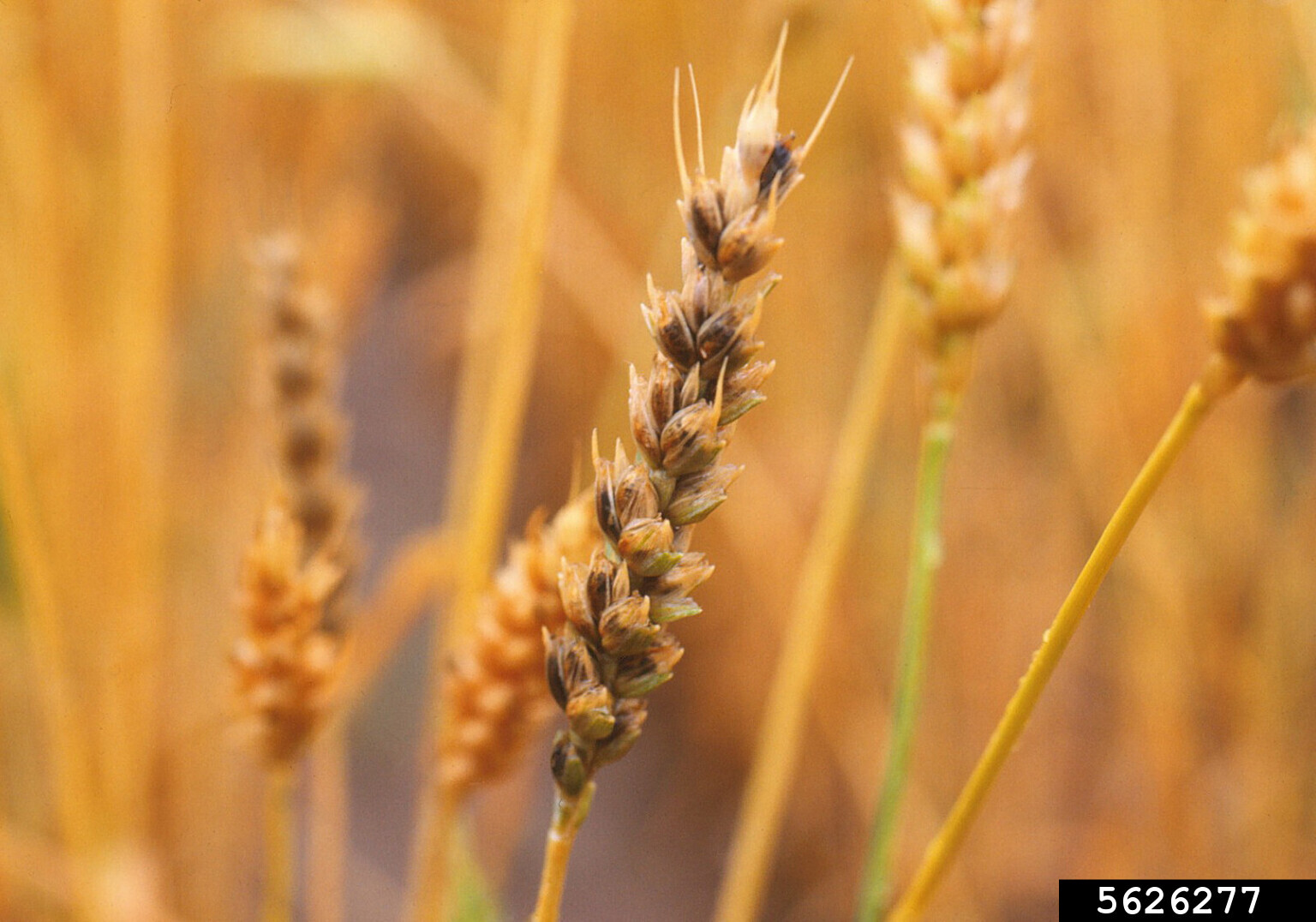 Stagonospora nodorum leaf and glume blotch