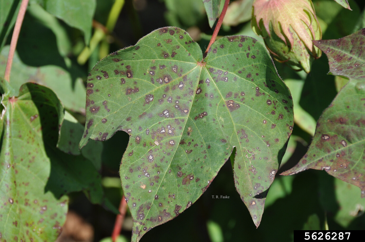 Stemphylium leaf spot