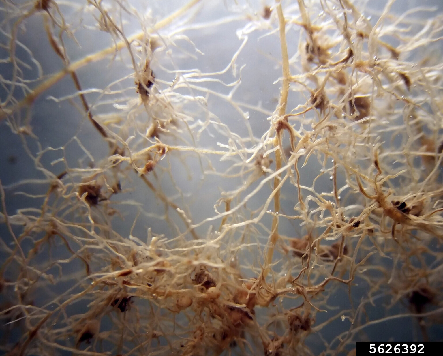 Cereal Cyst Nematode