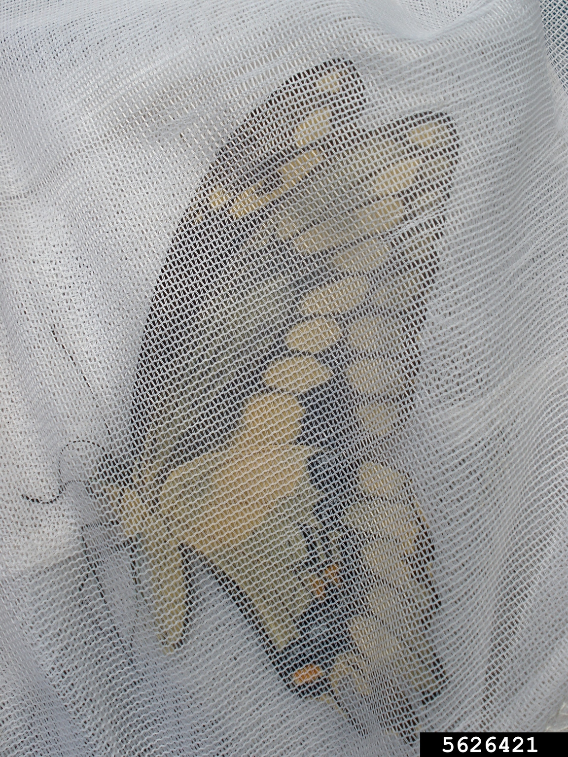 orange dog swallowtail (Papilio cresphontes Cramer)