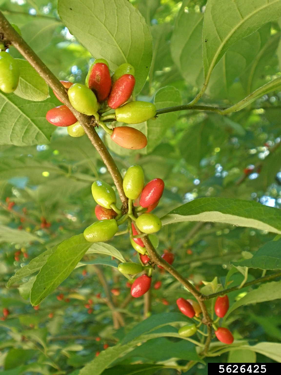 northern spicebush (Lindera benzoin (L.) Blume)