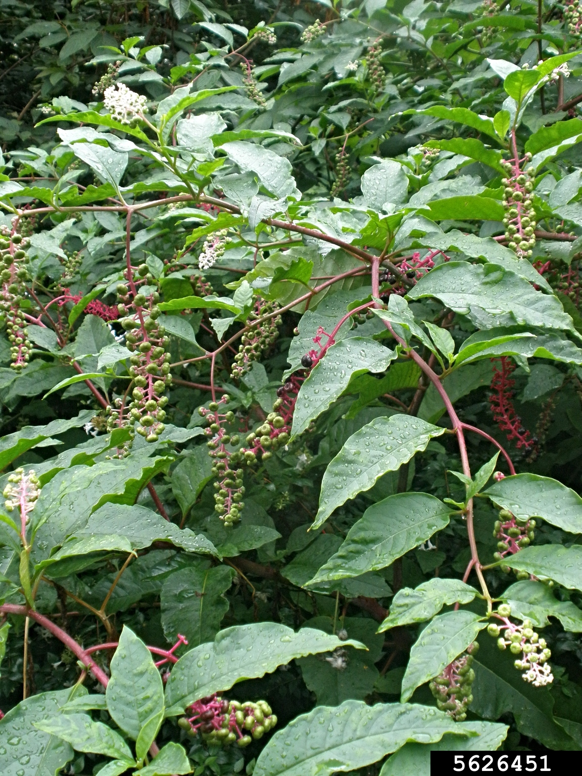 common pokeweed (Phytolacca americana L.)