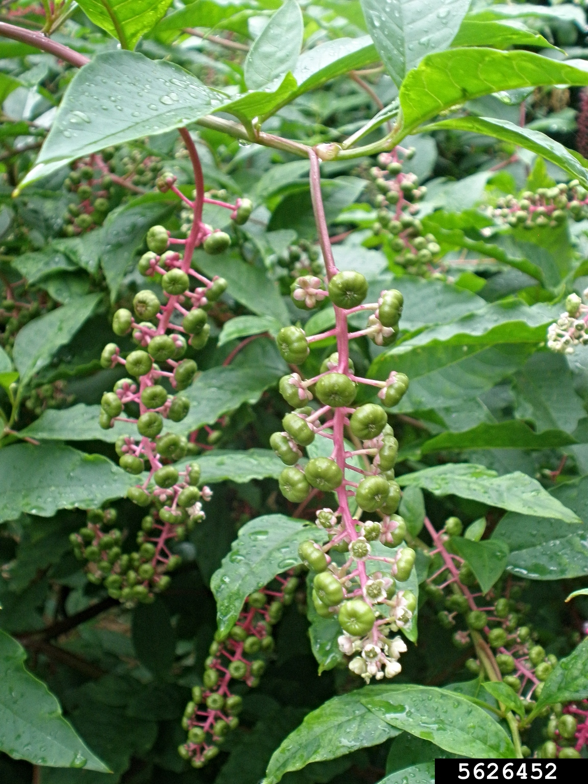 common pokeweed (Phytolacca americana)