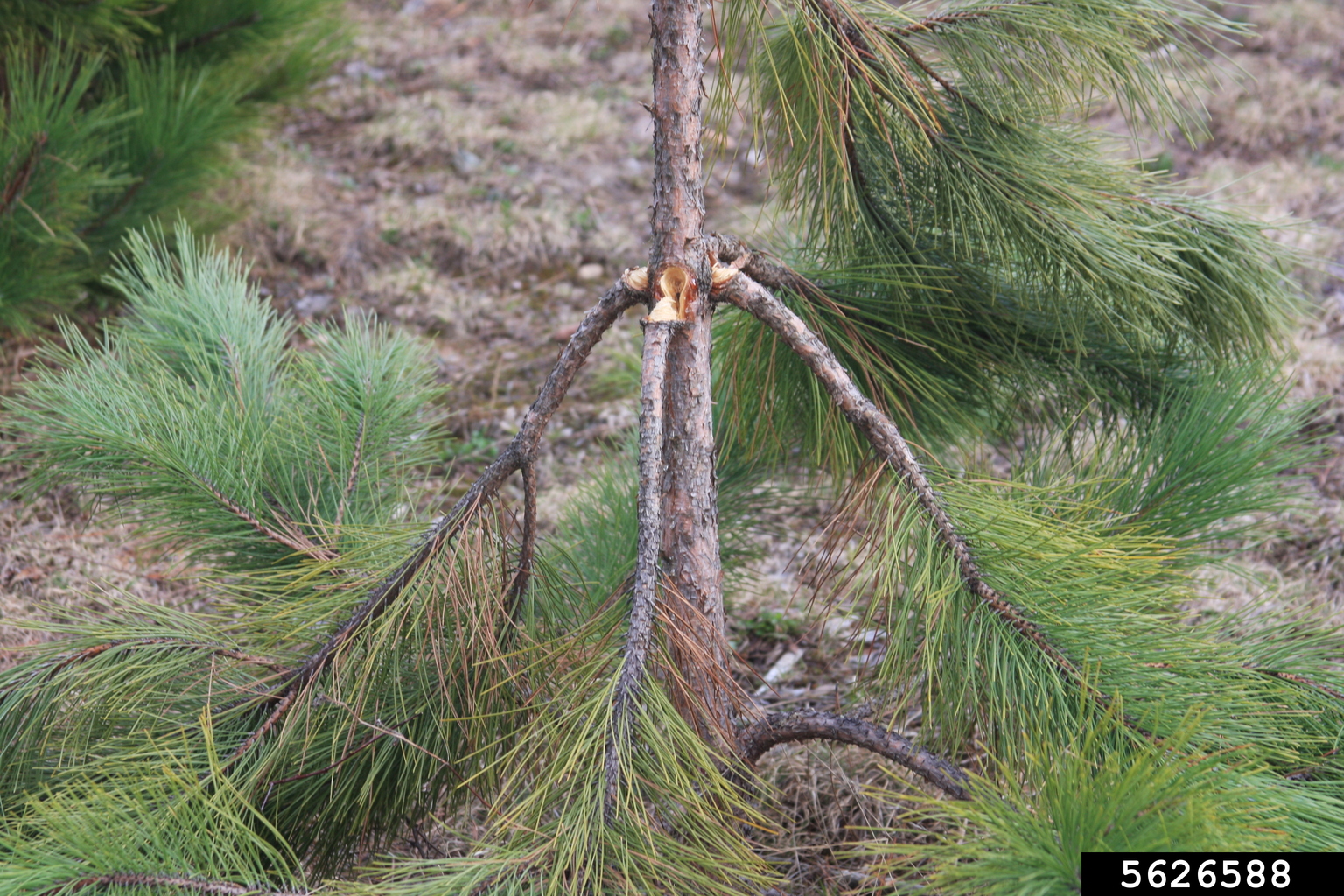 snow and ice damage (snow load)