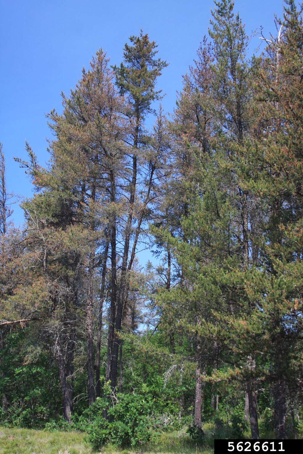jack pine budworm (Choristoneura pinus pinus Freeman, 1967)