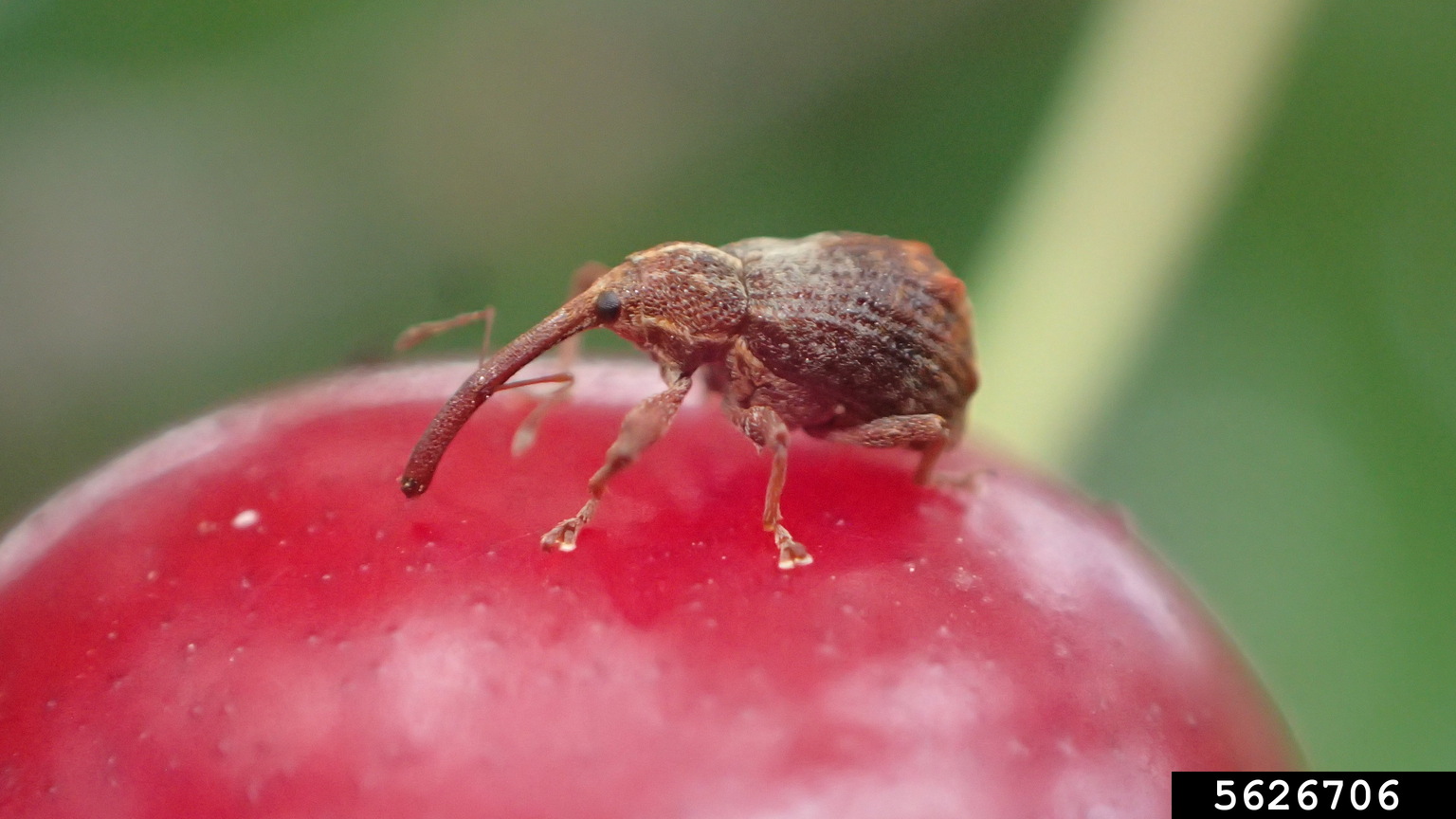 cherry curculio (Anthonomus consors (Dietz, 1891))
