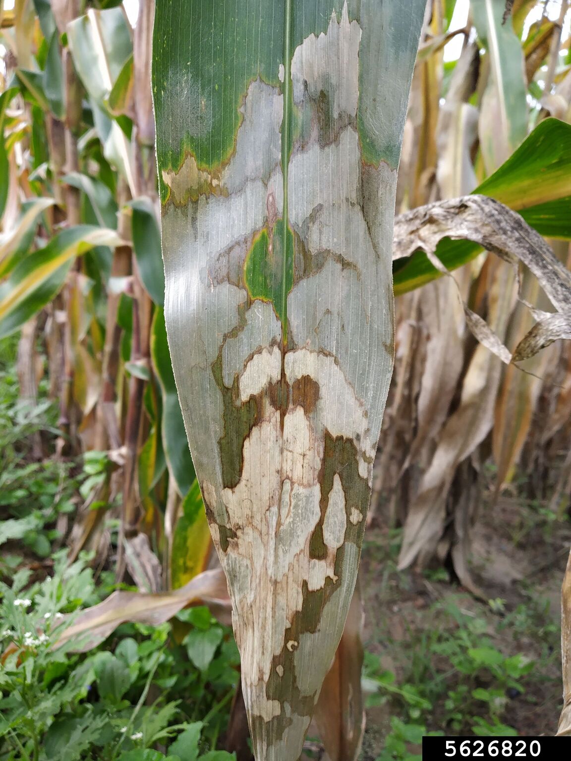 Rhizoctonia damping-off, blight and rot (Rhizoctonia solani J.G. Kühn)