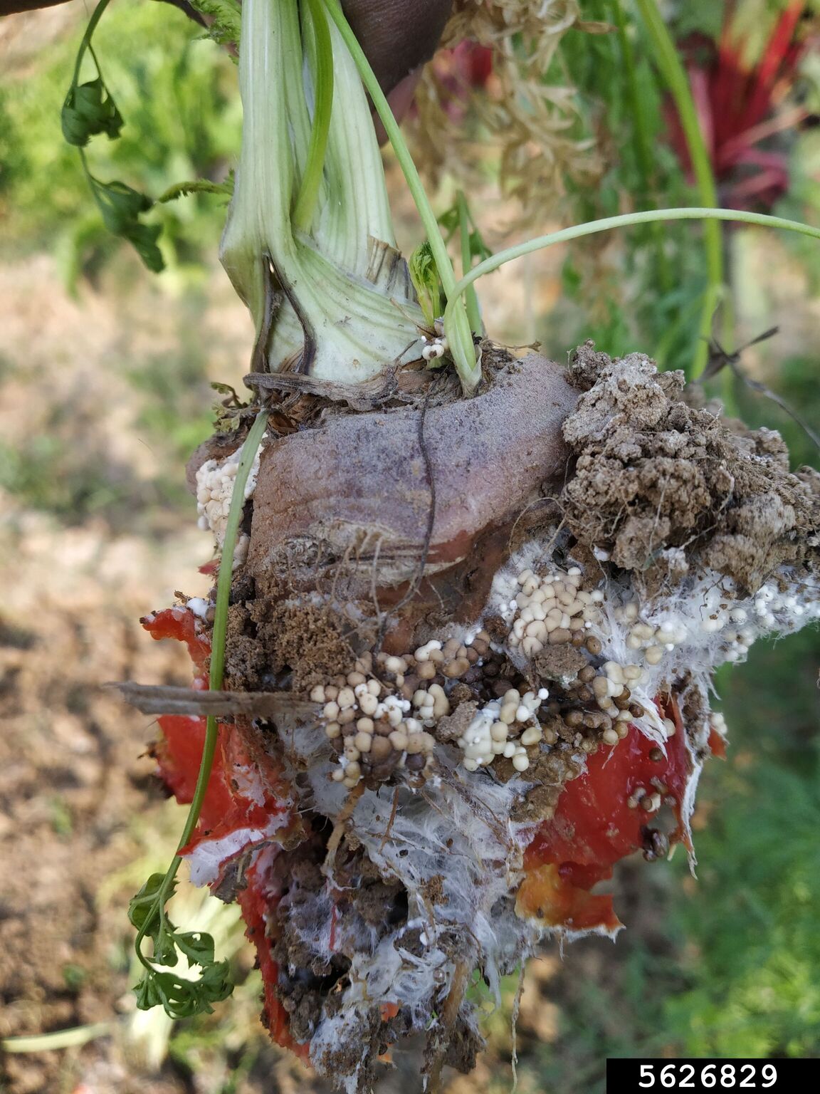southern blight (Athelia rolfsii)