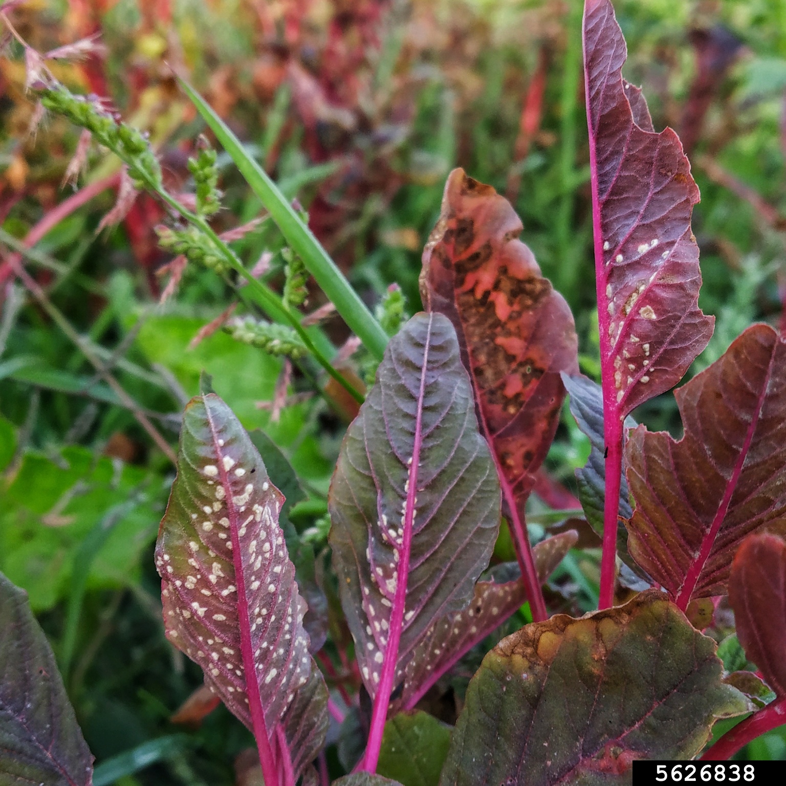 What Is White Rust And Red Rust