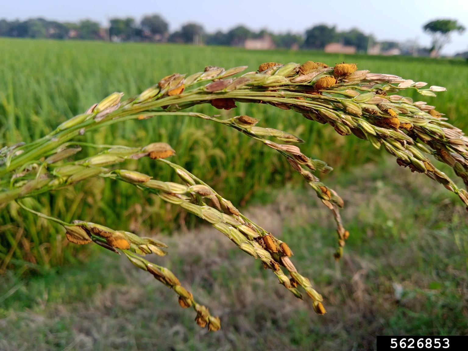sheath rot of rice (Sarocladium oryzae (Sawada) W. Gams & D. Hawksw.)