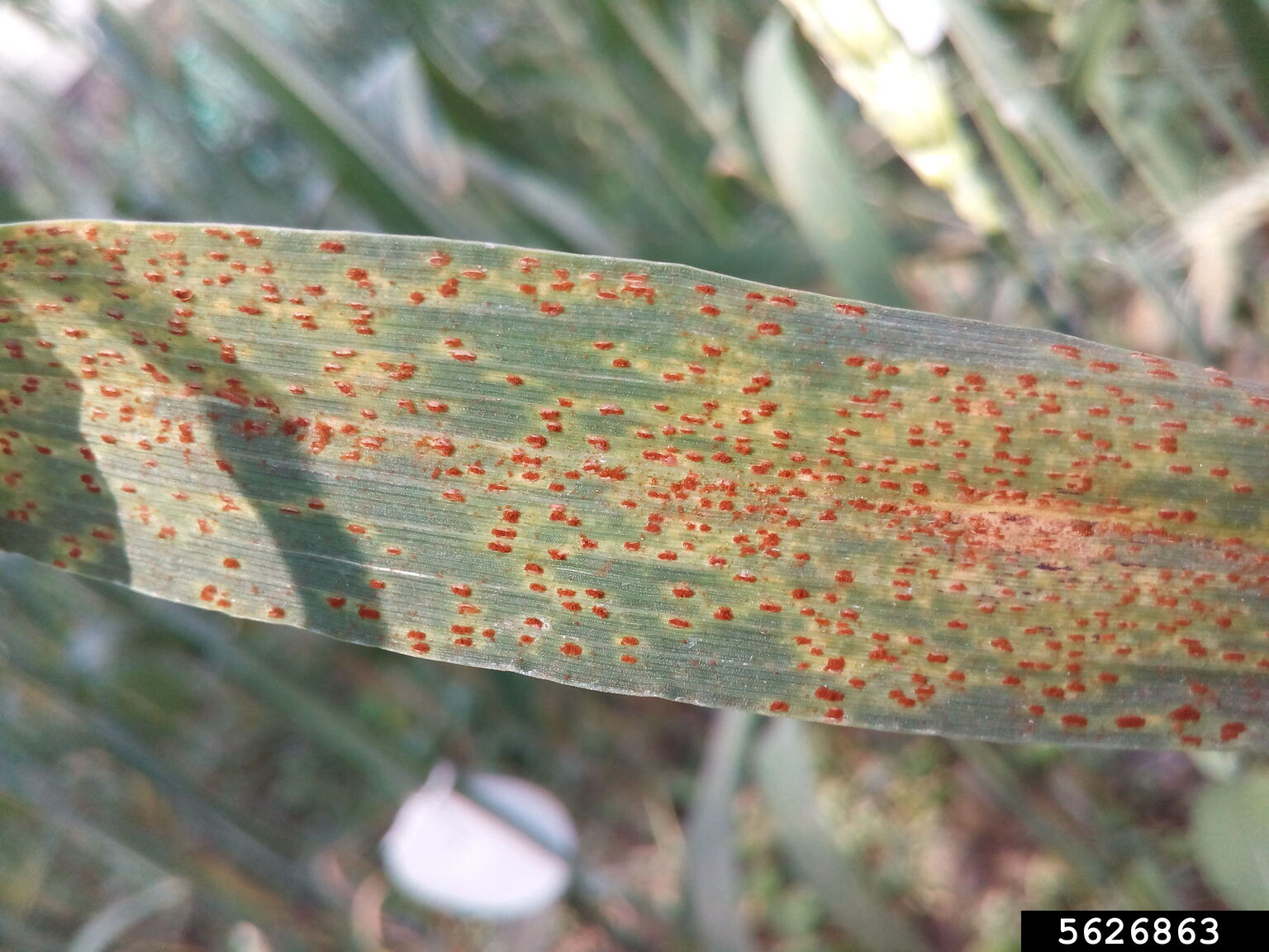Leaf Rust (Puccinia triticina f.sp. tritici)