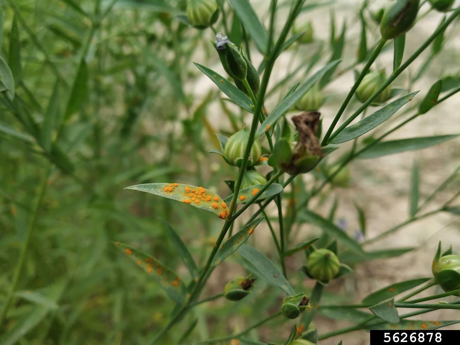Melampsora rust (Melampsora lini)