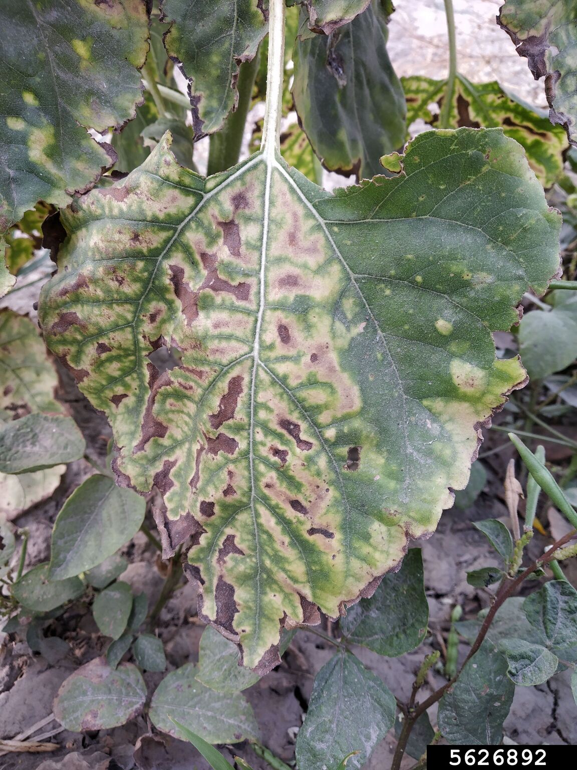 sunflower stem spot and head rot (Alternaria helianthi (Hansf.) Tubaki ...