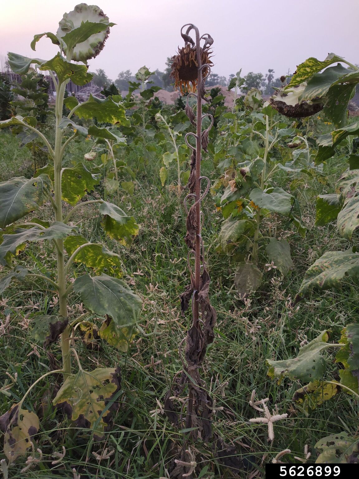 charcoal rot (Macrophomina phaseolina)