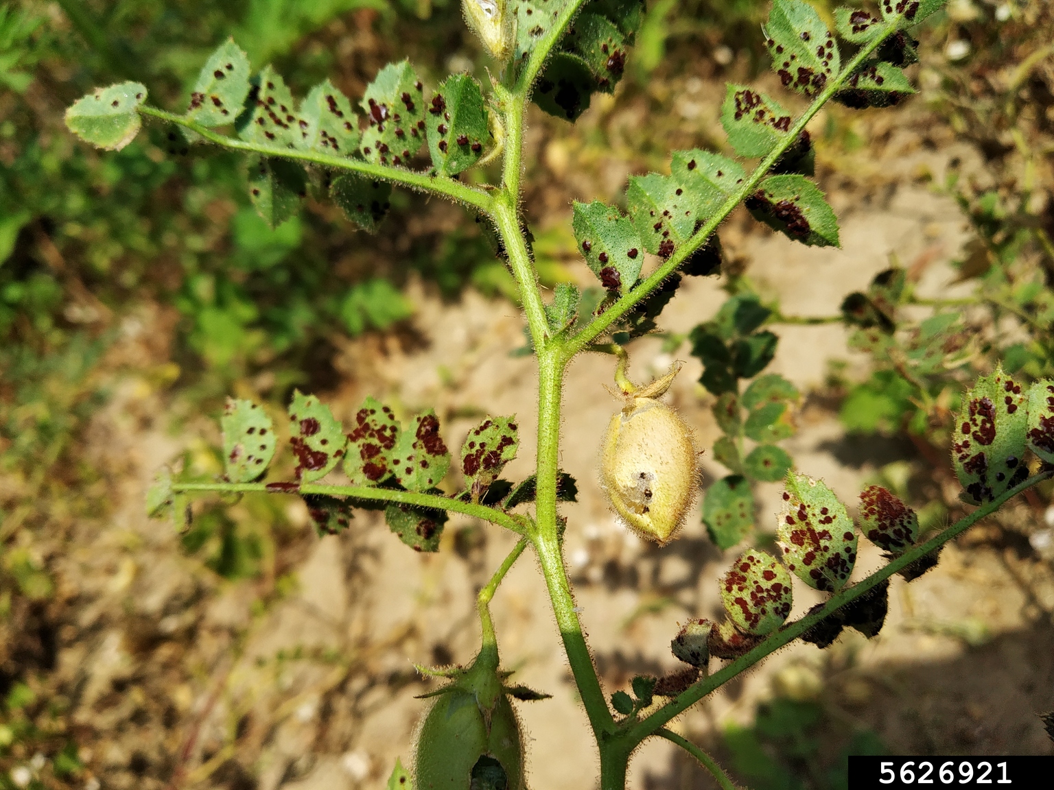 chickpea rust (Uromyces ciceris-arietini)
