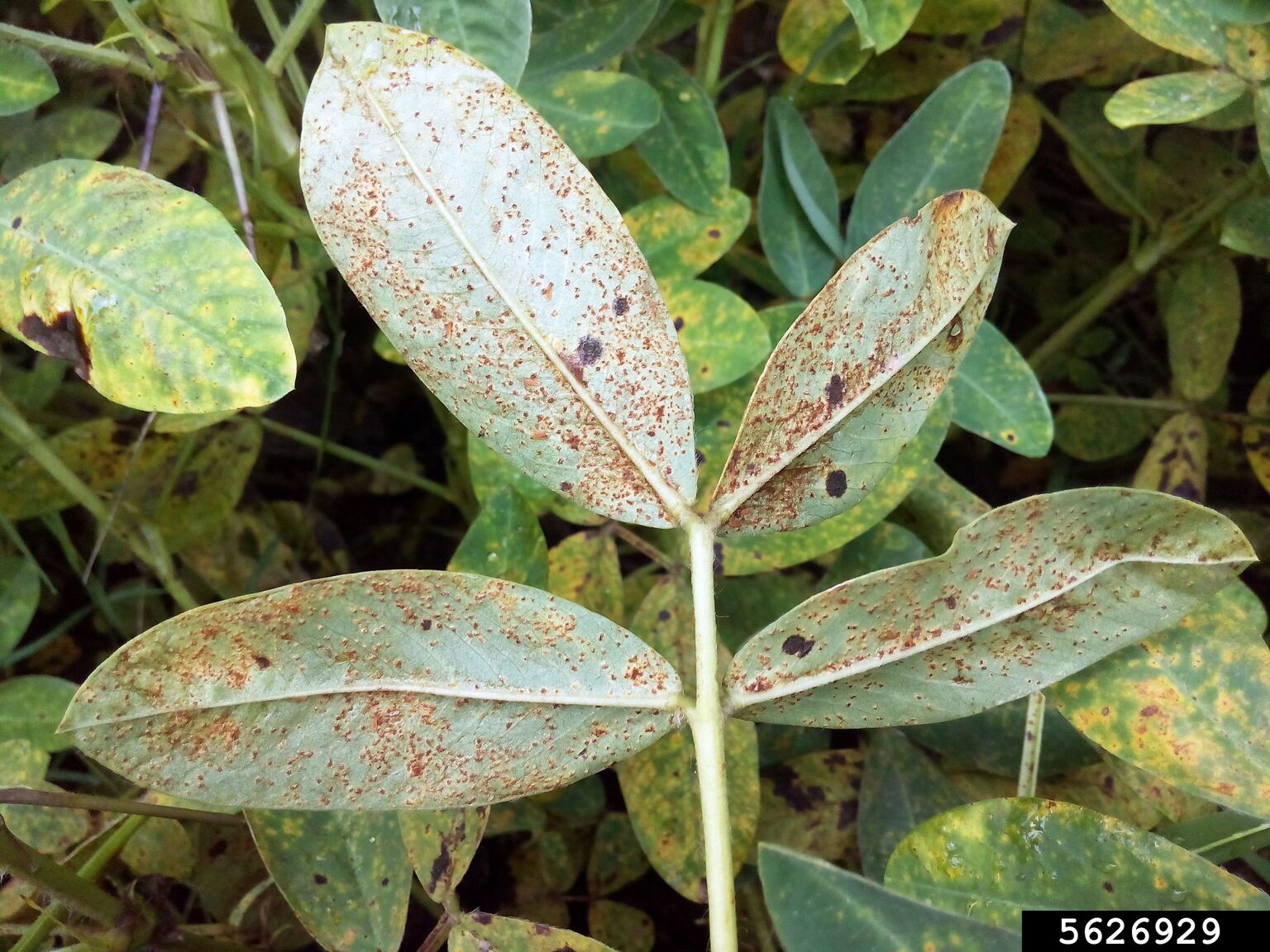peanut rust (Puccinia arachidis)