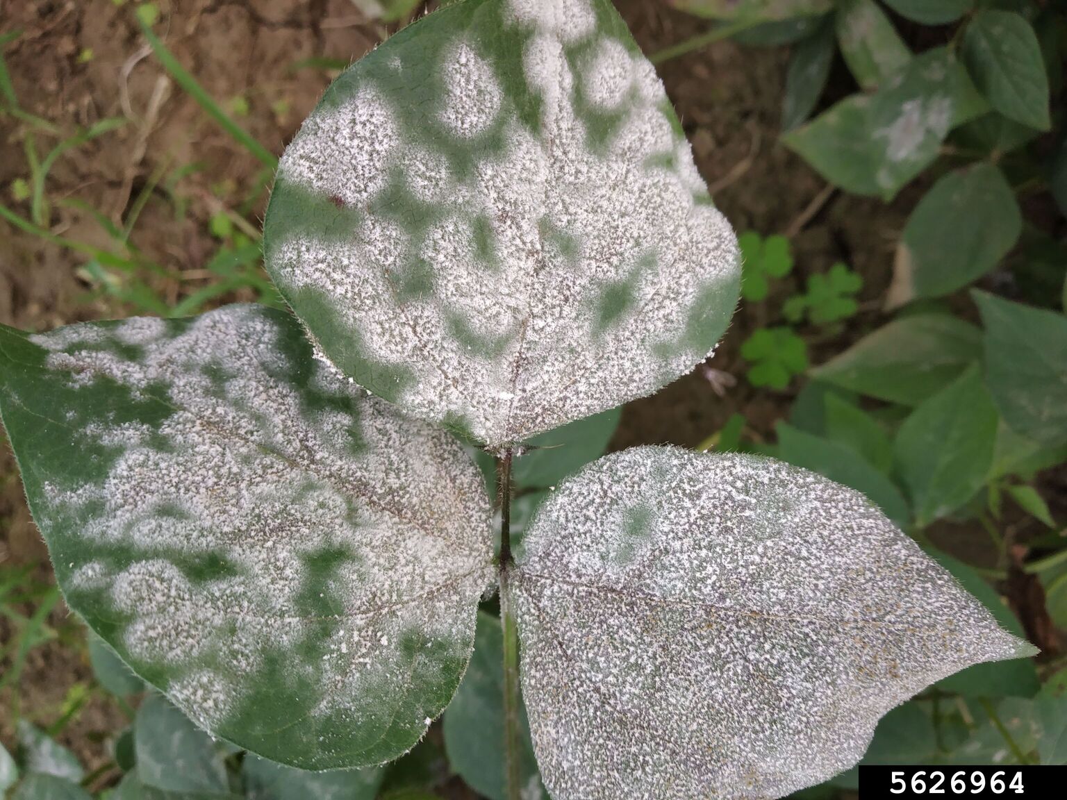 powdery mildew (Erysiphe betae (Vanha) Weltzien)