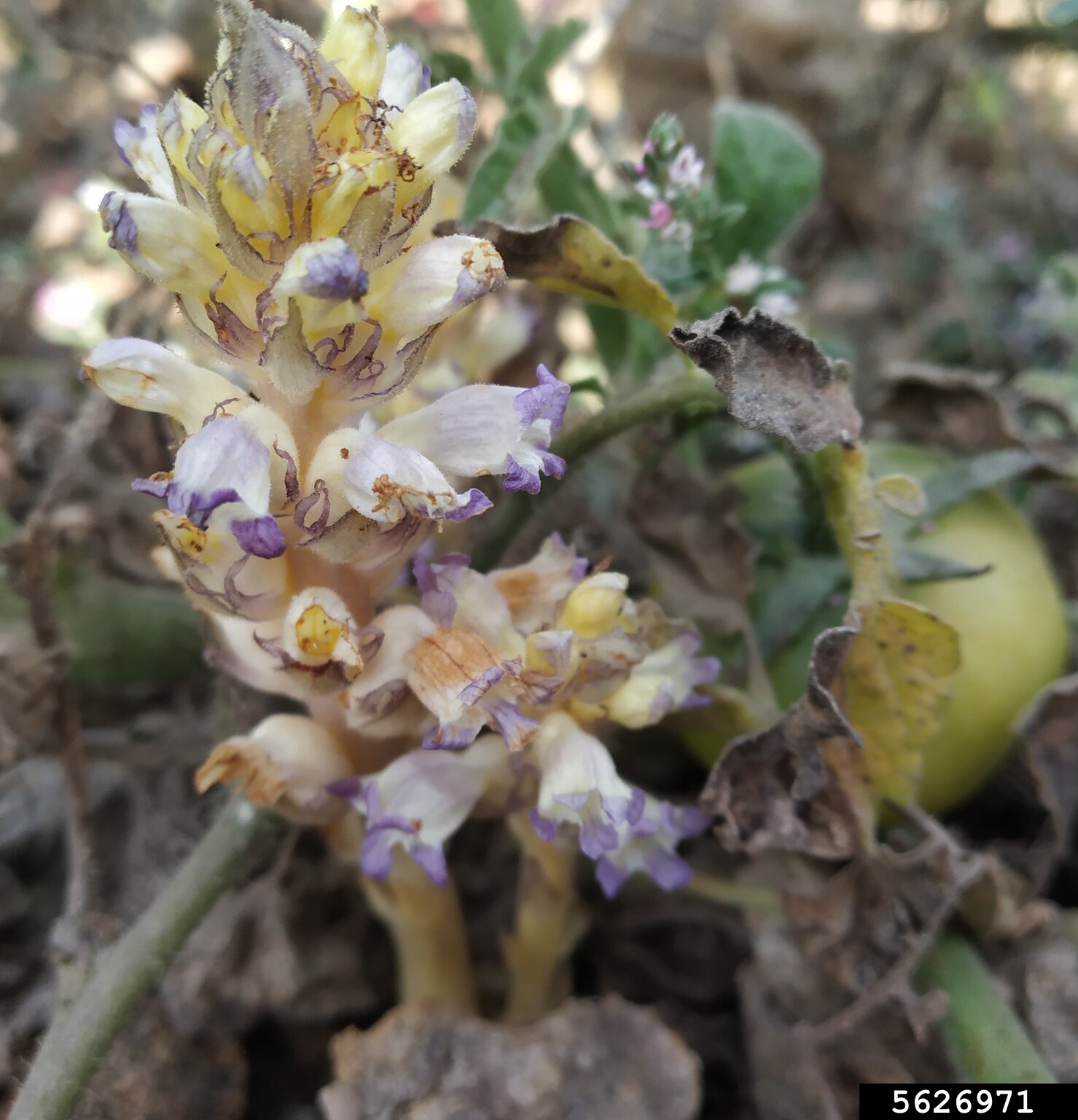 broomrape (Genus Orobanche L.)