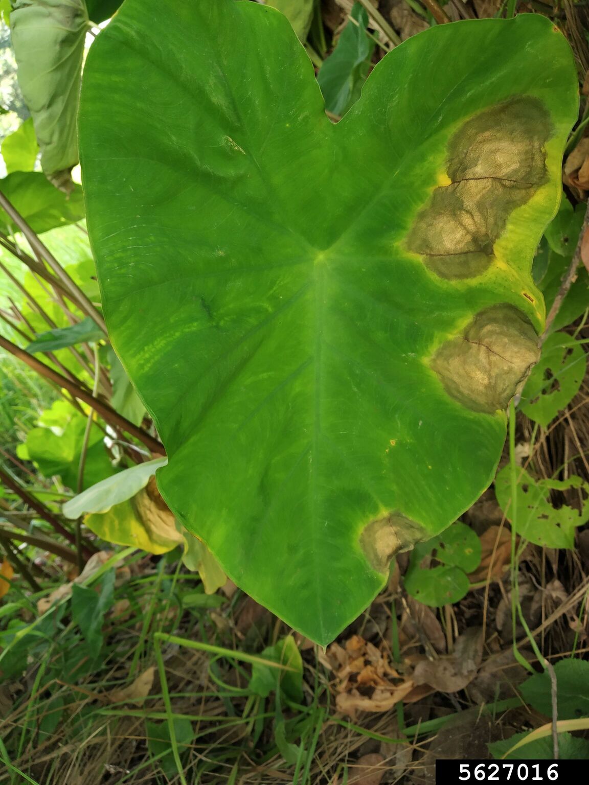 leaf blight of taro (Phytophthora colocasiae)