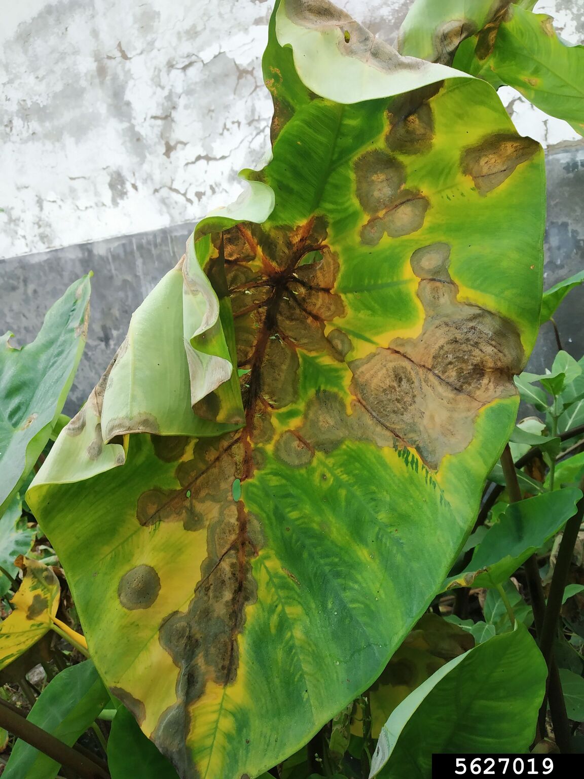 leaf blight of taro (Phytophthora colocasiae)