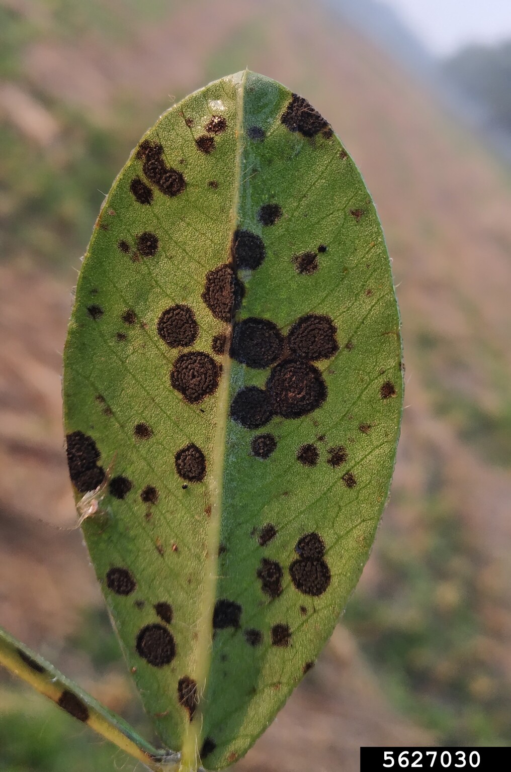 late leaf spot (Passalora personata)