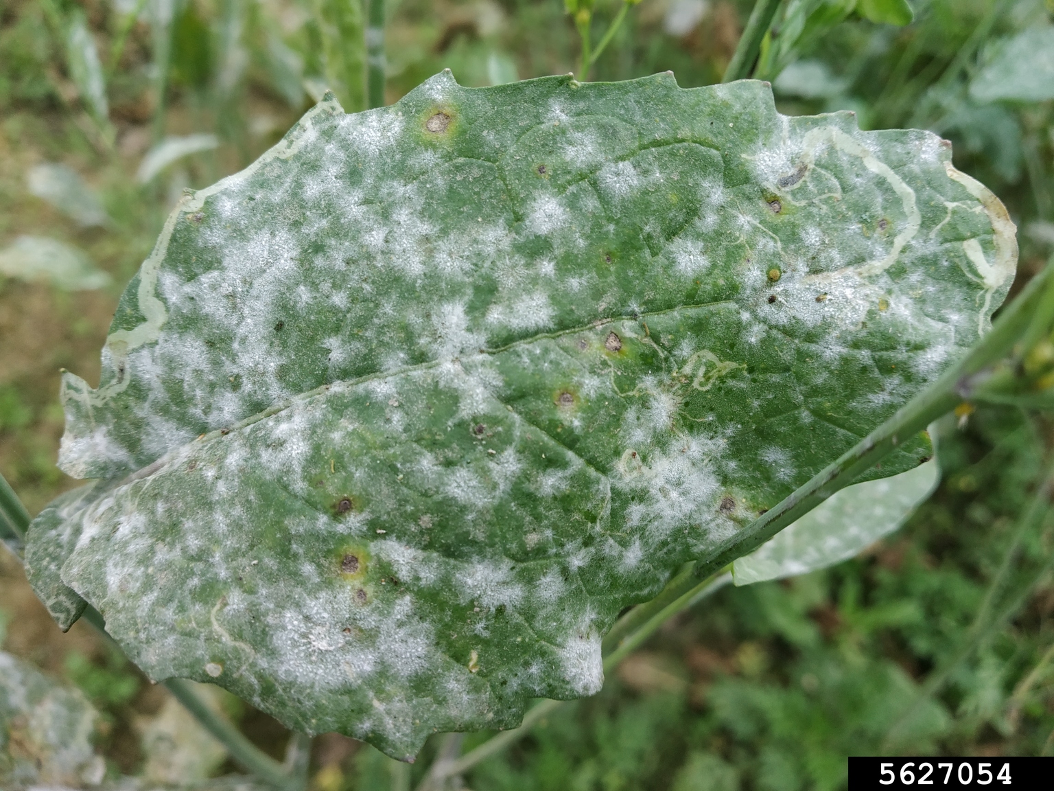 powdery mildew (Erysiphe cruciferarum Opiz ex L. Junell)
